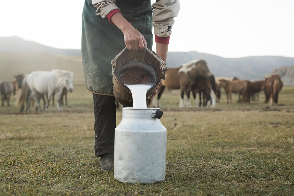 Is Horse Milk Halal Chewwies Is Horse Milk Halal Chewwies